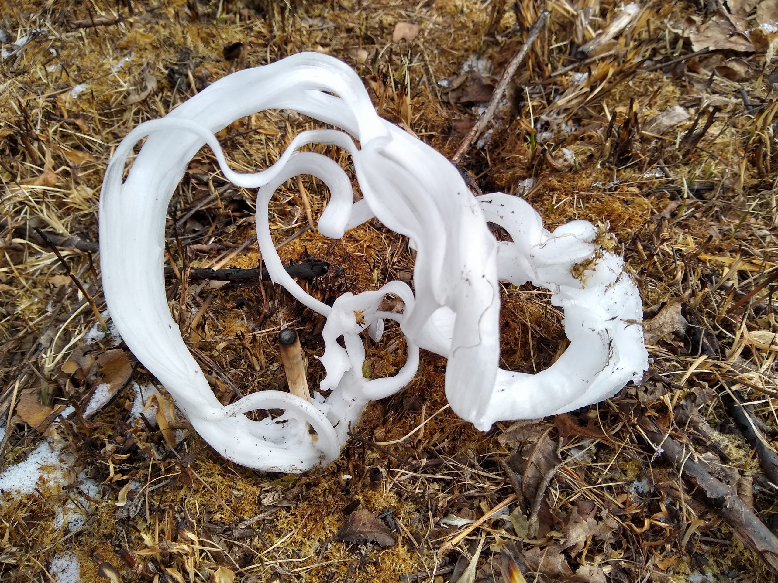 Late Season Frost Flowers | Pearl Creek Farm